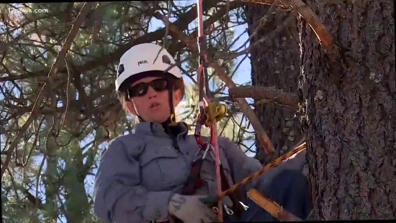 APS lineman the only woman to be accredited tree worker in Arizona ...