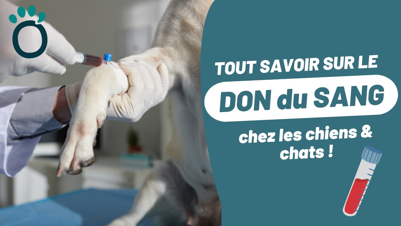 Comment marche le DON DU SANG chez les chiens & chats ? - YouTube