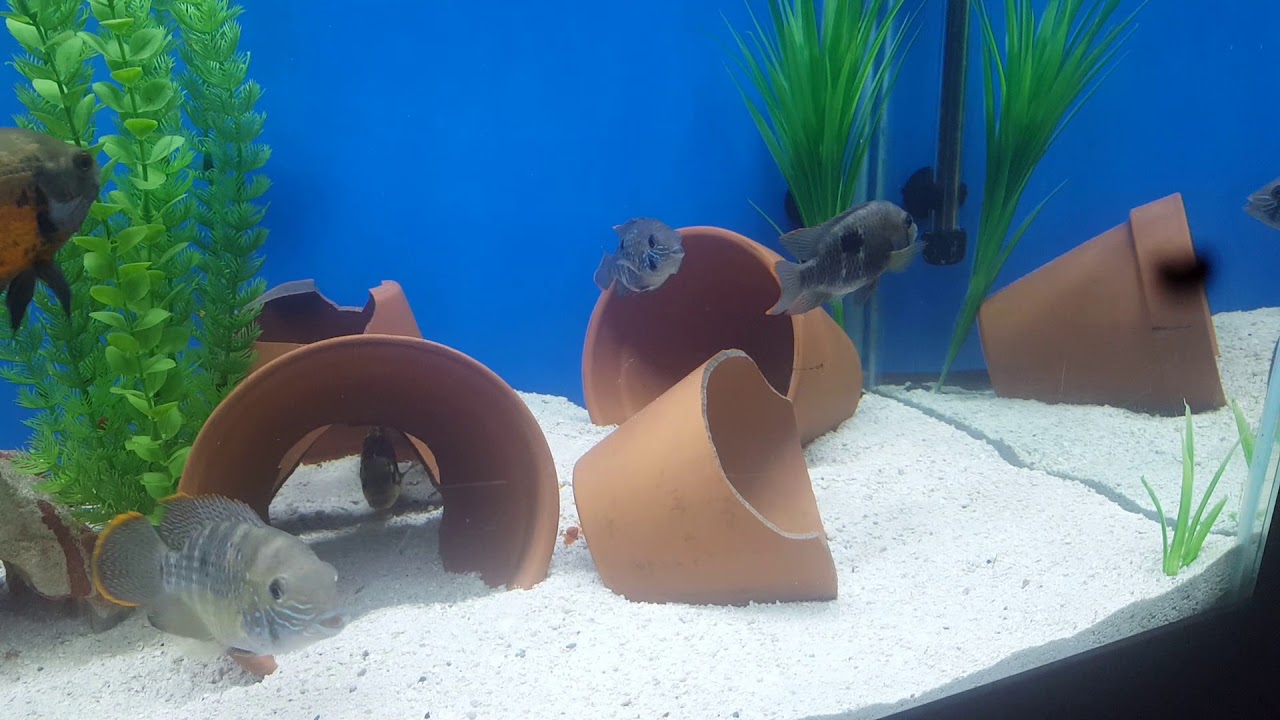 Green terror tank - YouTube