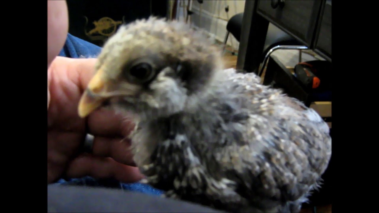 my little pet chicken - YouTube