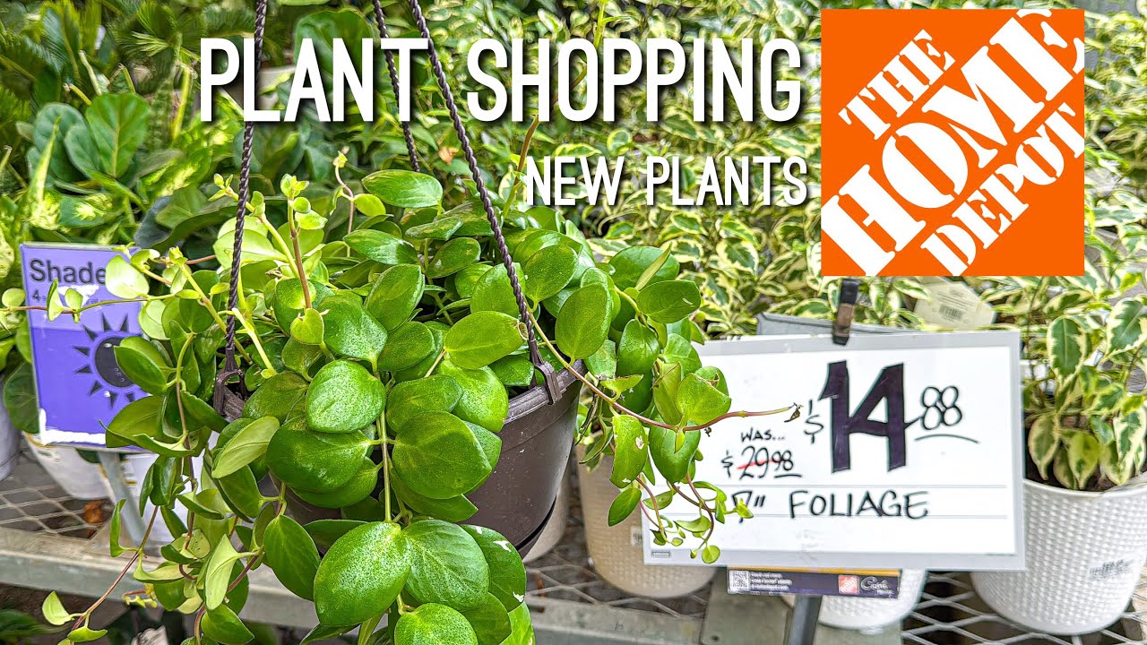 Home Depot Has NEW Houseplants! 😱 Leaf Joy + Proven Winners Finds ...