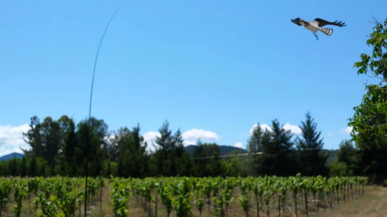 Osprey kite - YouTube