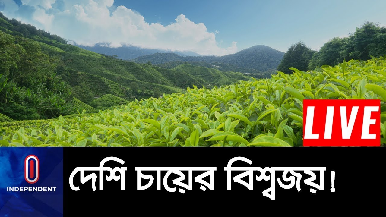 রাষ্ট্রপতি ও প্রধানমন্ত্রী বিদেশে যে চা উপহার দেন... || Halda Valley ...