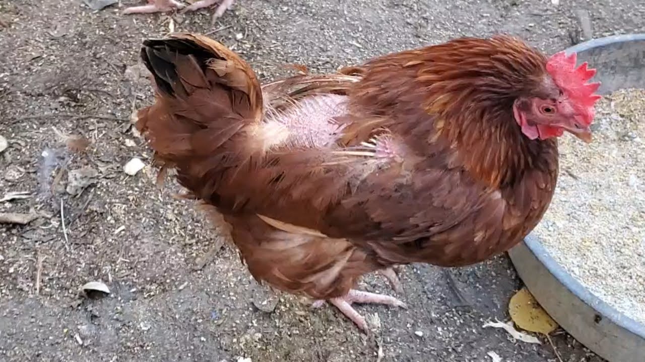 Chicken Rehab - YouTube