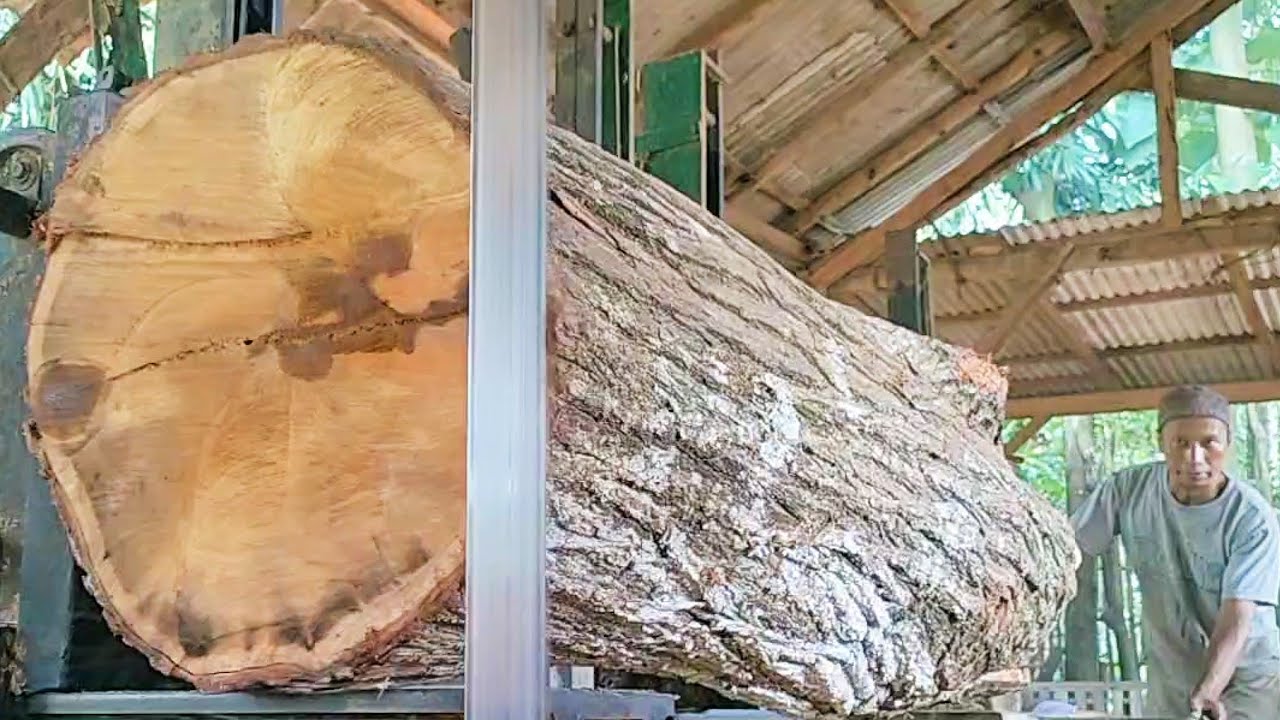 Giant acacia wood full of old crust is sawn into beautiful, smooth ...