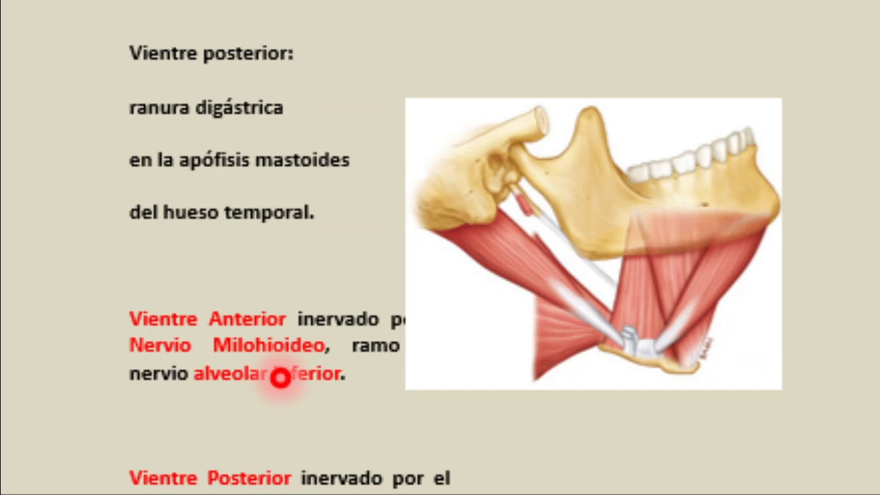 Region anterior del cuello parte II - YouTube