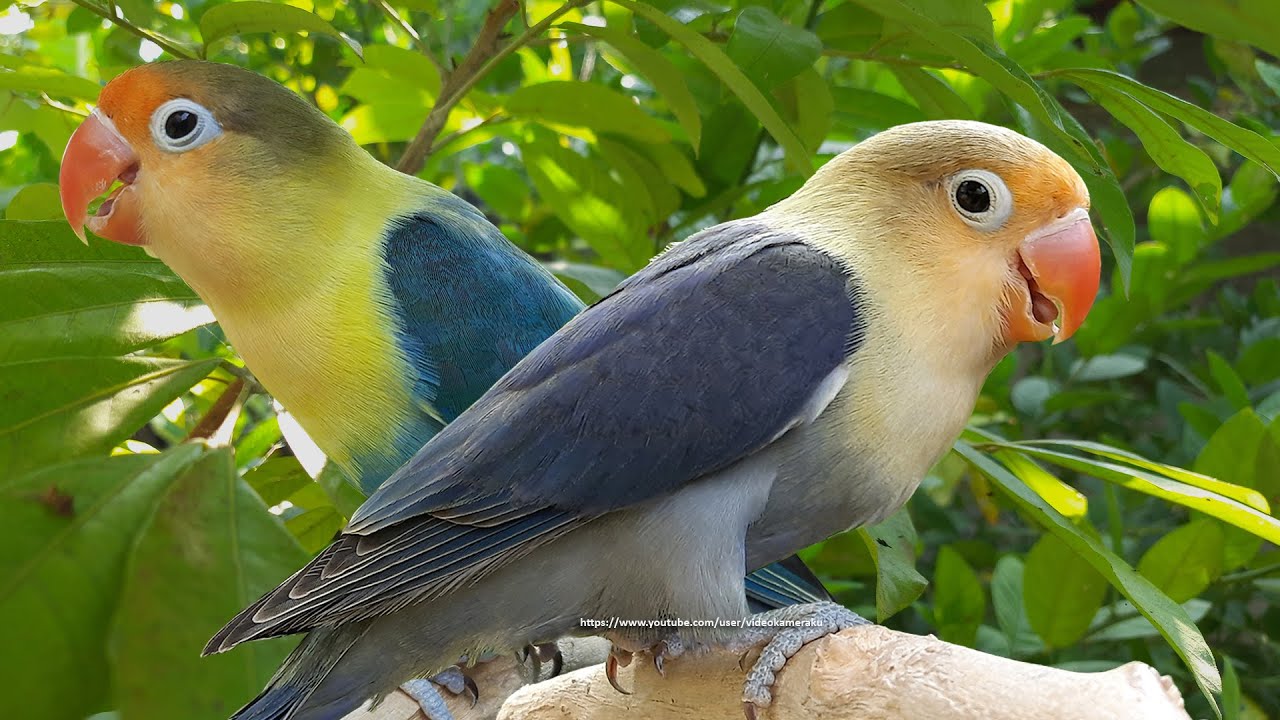 Lovebird Chirping Sounds - Parblue Violet Fischer & Parblue Torquoise ...