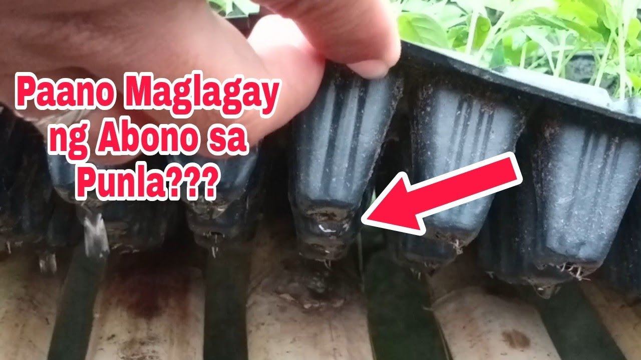 Paano Maglagay ng Abono sa Punla?? - YouTube