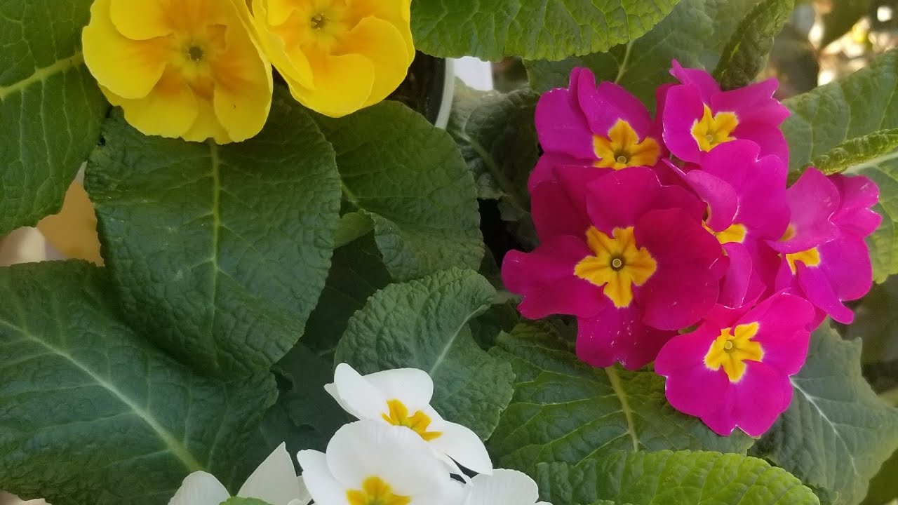 PRIMOROSA Primula Vulgaris Primavera (Primrose) - YouTube