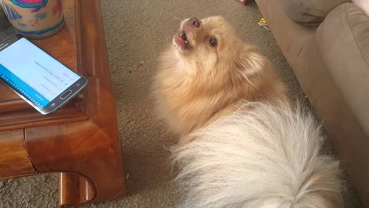 Tod the Pomeranian howling - YouTube