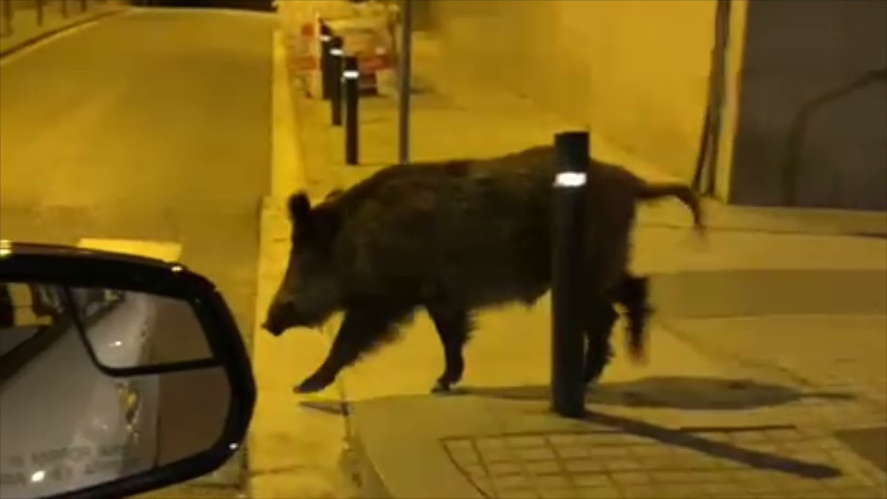 Un porc senglar passeja per Sant Andreu de Palomar - YouTube