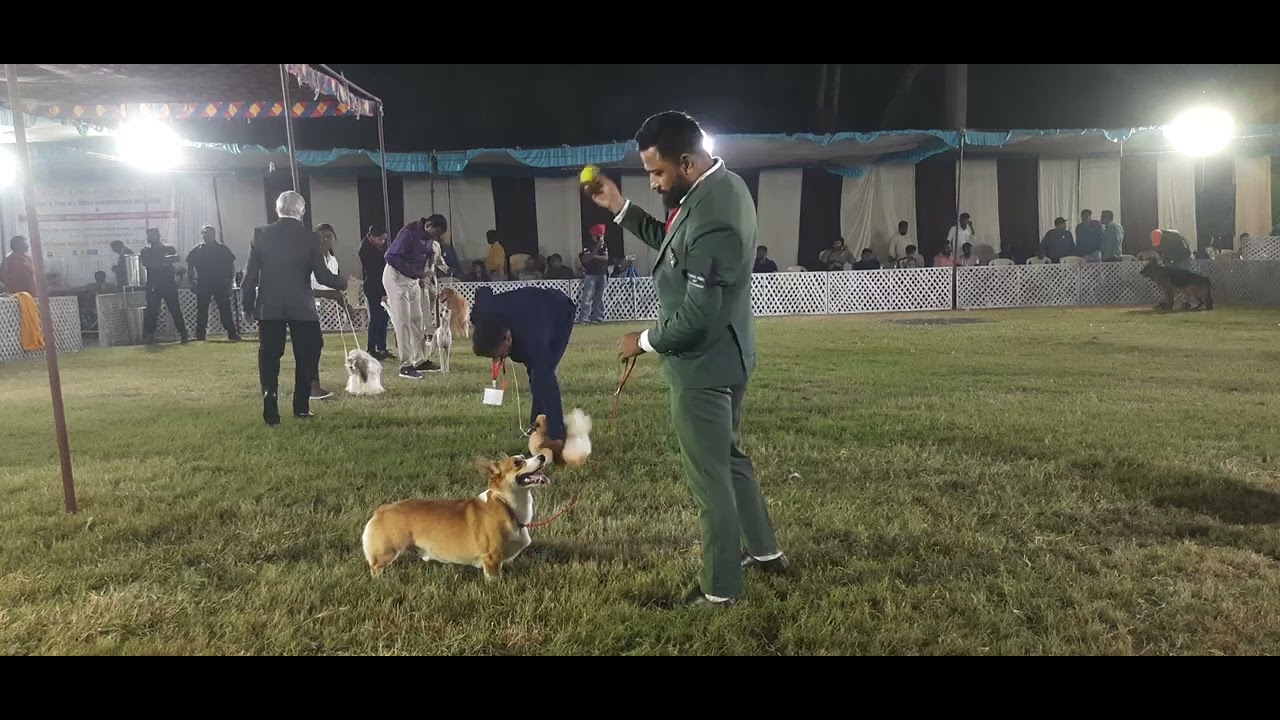 HALUM AND CHANDAN FAIR AT 10TH NOVEMBER JABALPUR DOG SHOW 🐕 2024 - YouTube