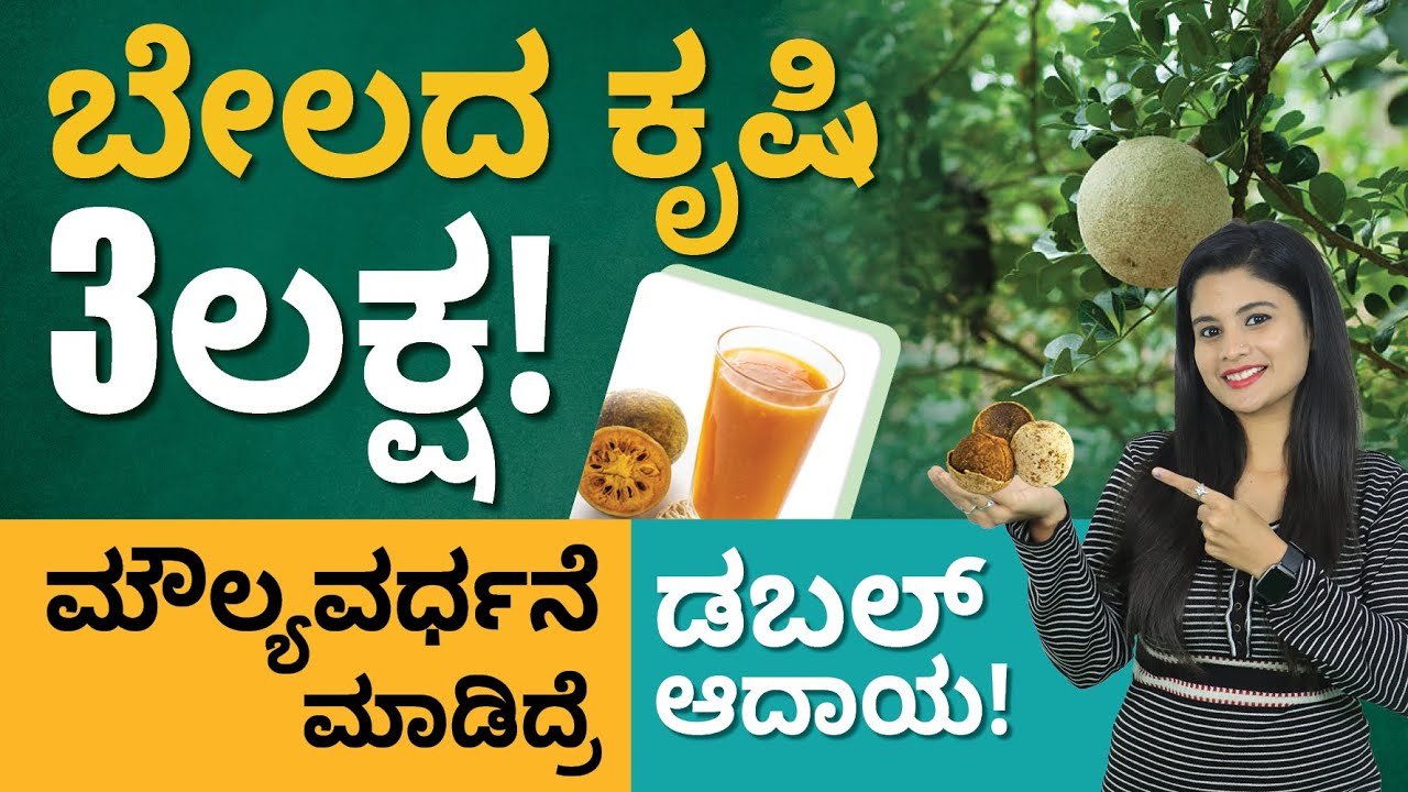 ಬೇಲದ ಹಣ್ಣಿನ ಕೃಷಿ - Benefits of Starting Wood Apple Farming - YouTube