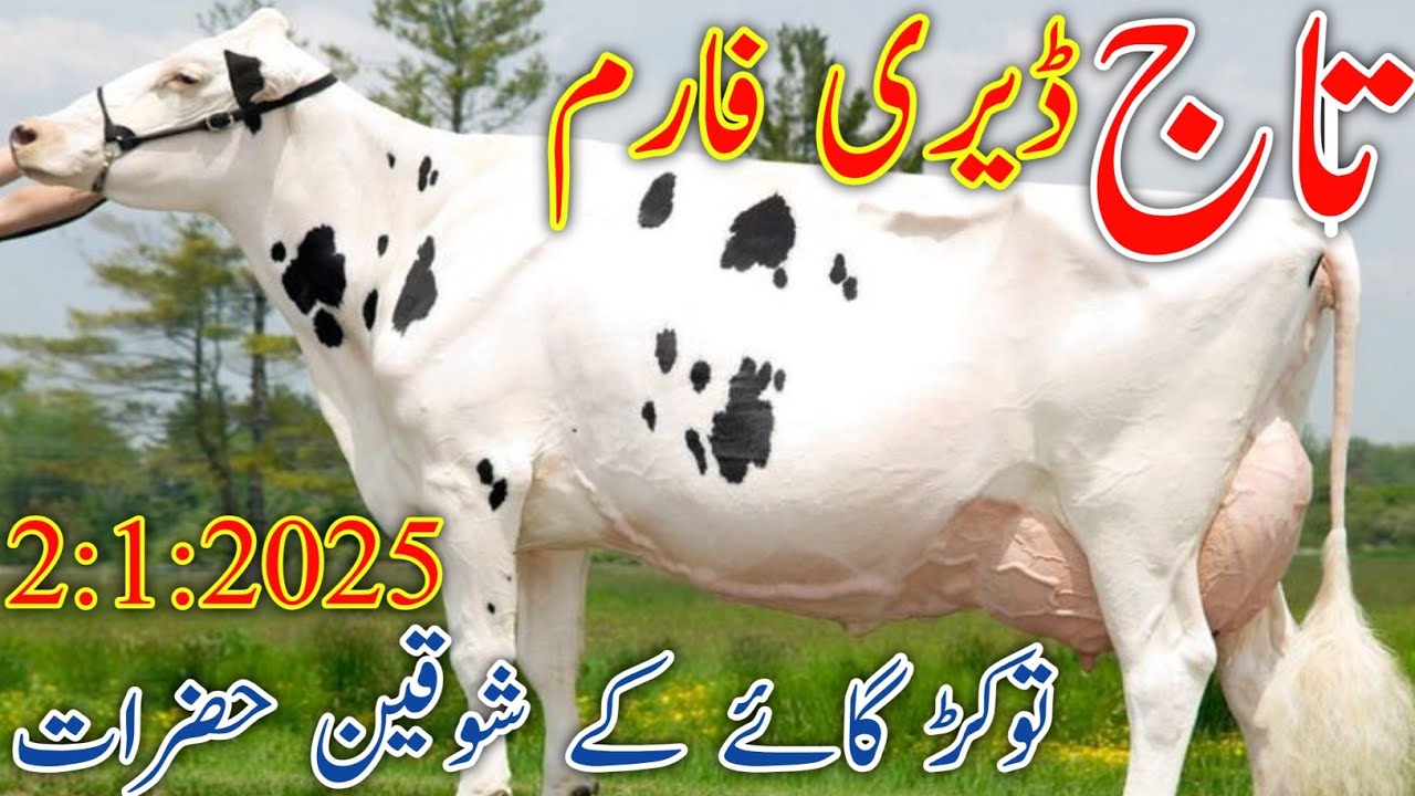 Taj Dariy Farm | Top Australian Khanger Cow For Sale | Malik Khanger ...