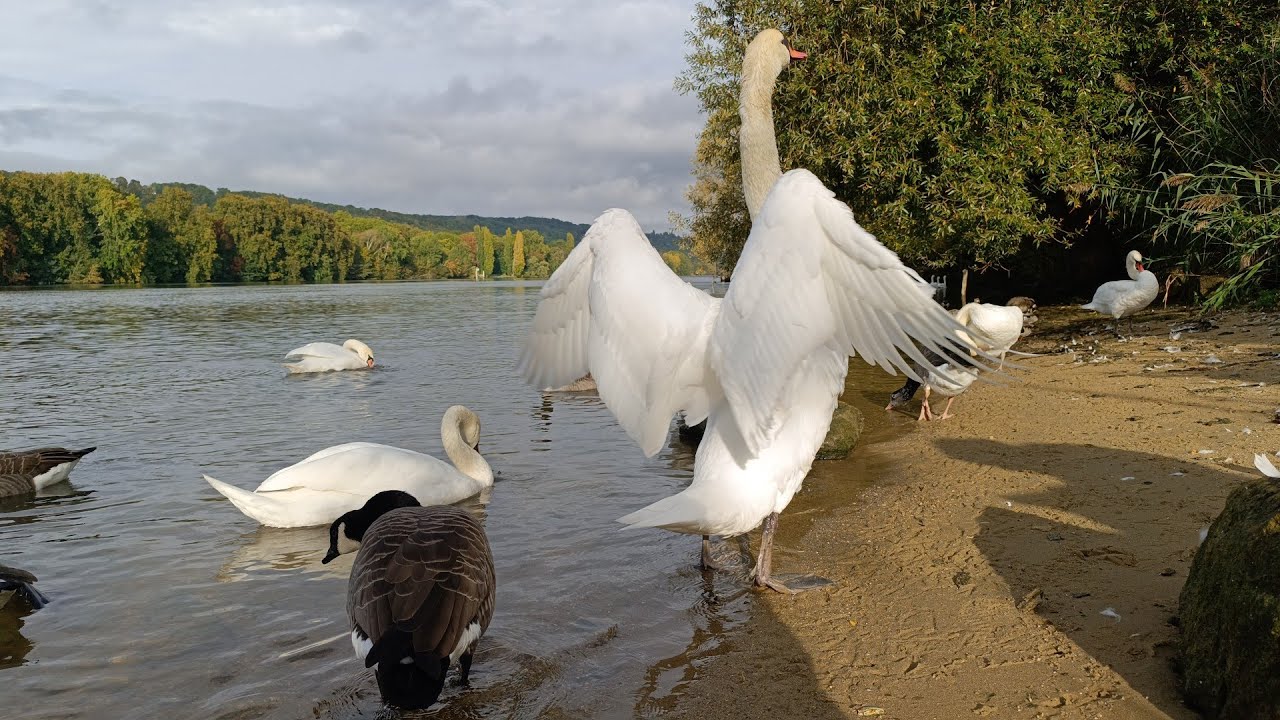 Swans, Ducks, and Geese in 4K | Relaxing Birdwatching & Natural Water ...