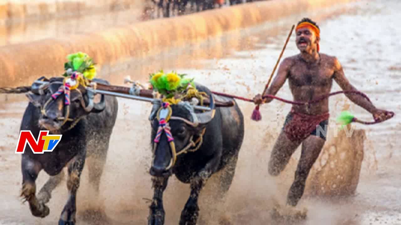 Karnataka Govt Legalise the Bull Racing Sport Kambala || NTV - YouTube