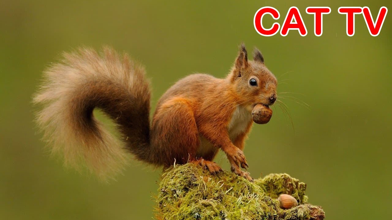 Cat TV for Cats to Watch | Naughty squirrels, beautiful birds - YouTube