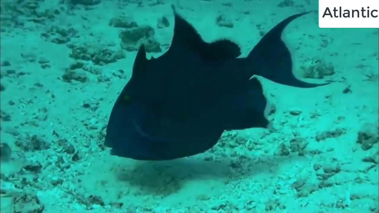 Documentary deep water - The wonders of the deep sea - The Atlantic ...