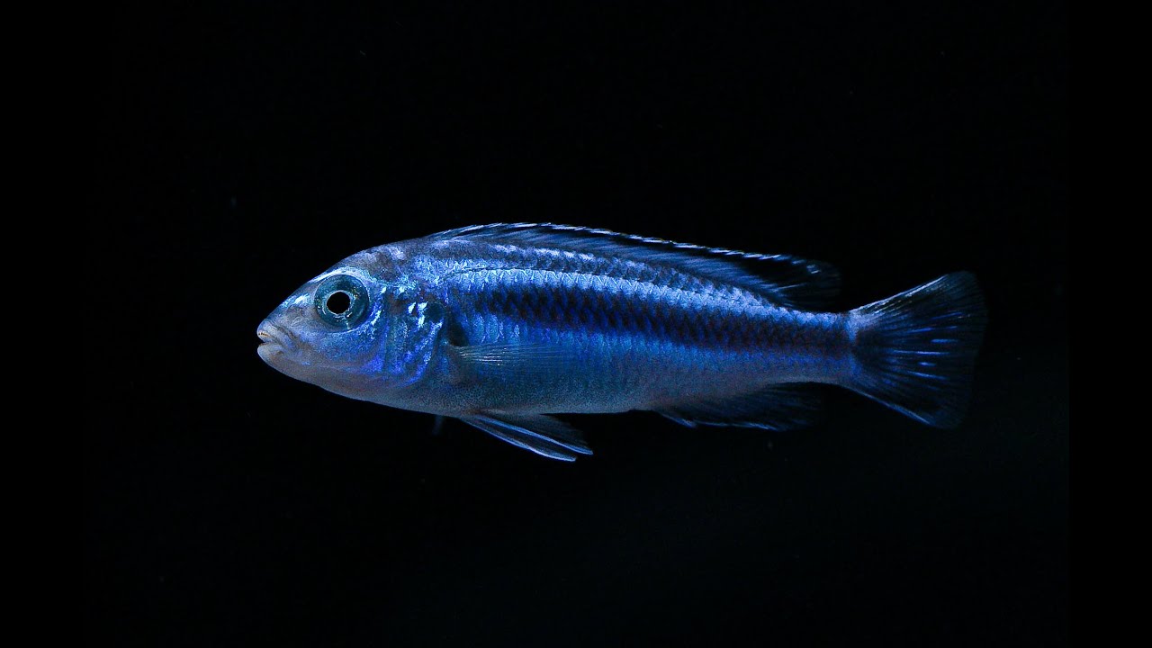 Blue African Cichlids