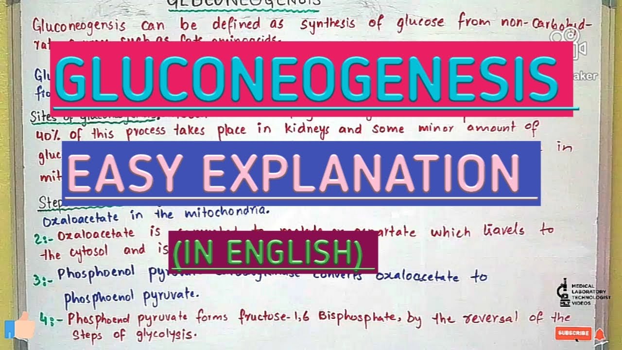 Gluconeogenesis pathway easy explanation.best & easy lecture to ...