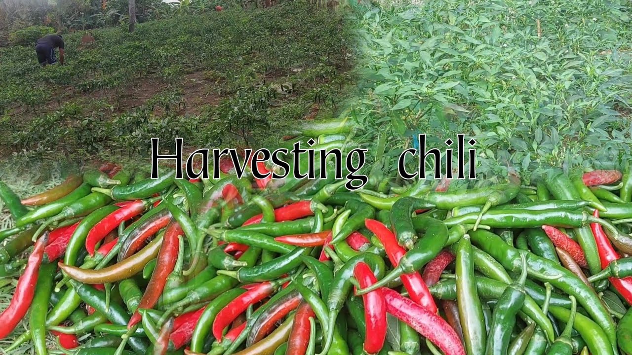 Part 2, Chili plantation | Harvesting chili | @Binog Ubay bohol | nida ...