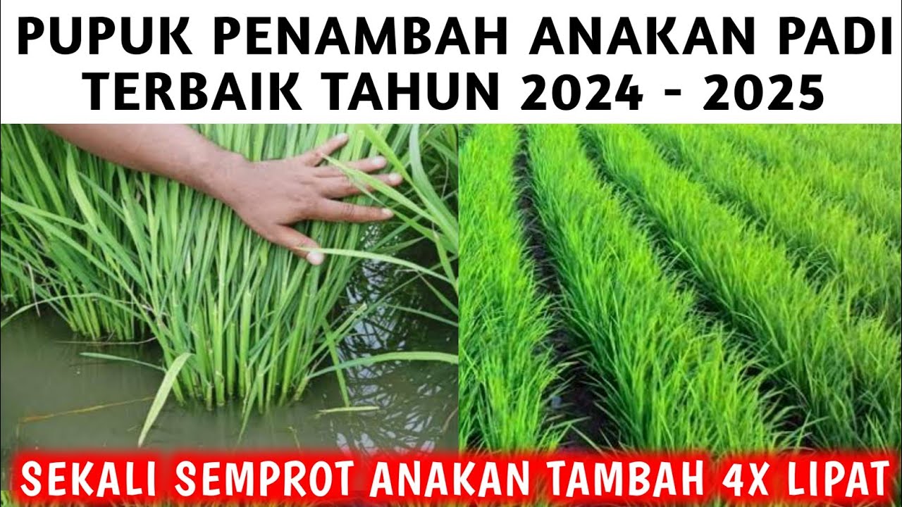 SEKALI SEMPROT ANAKAN PADI MEMBLUDAK 4 KALI LIPAT || PUPUK PENAMBAH ...