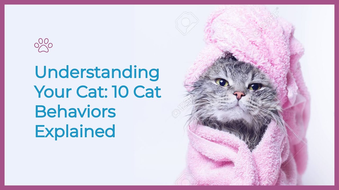 Understanding Your Cat, 10 Cat Behaviors Explained - YouTube
