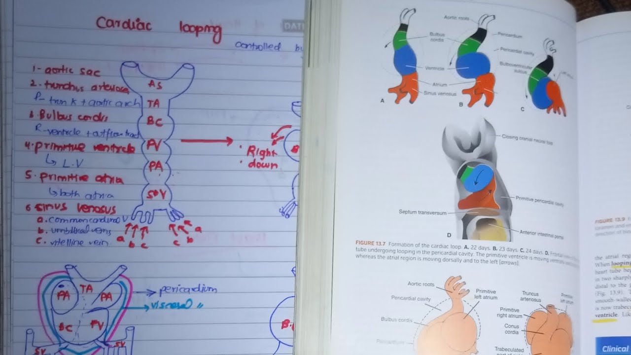 Cardiac Looping l Development of Cardiovascular System l Formation of ...