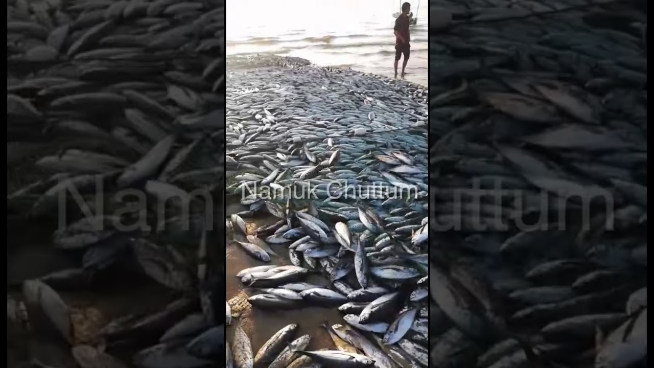 Fish tsunami - YouTube