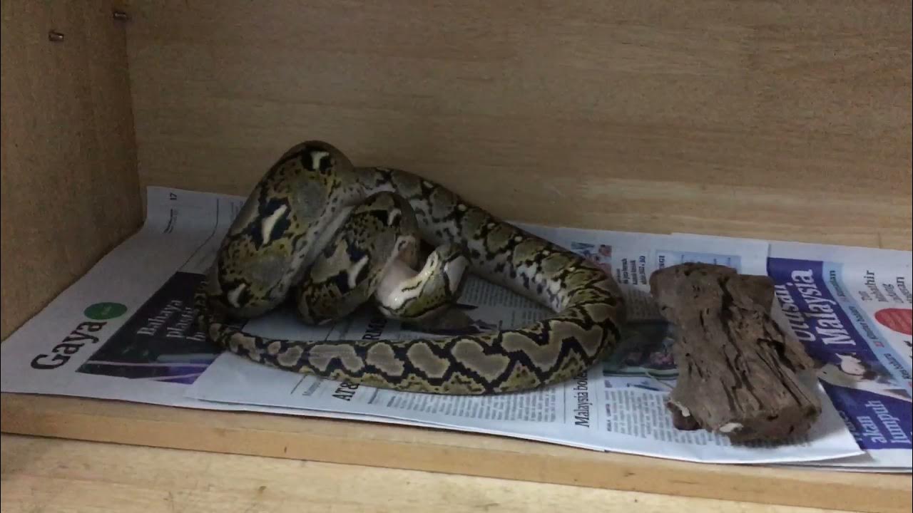 My Reticulated Python Strikes !!! - YouTube