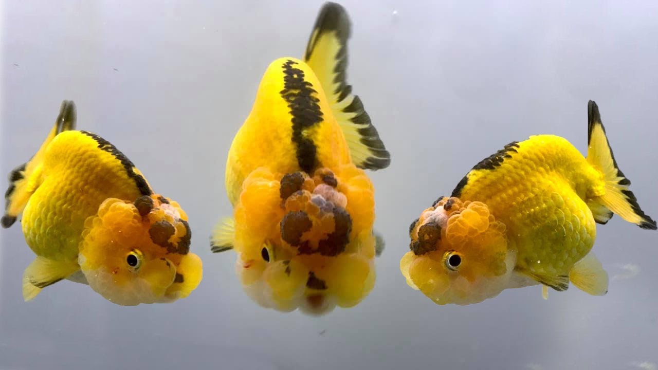 Cute Goldfish Ranchu - YouTube