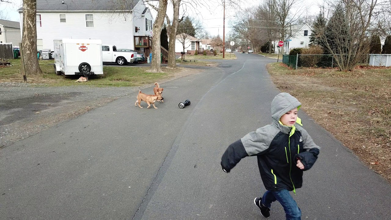 Mavic pro catches dogs chasing poor kid:( - YouTube