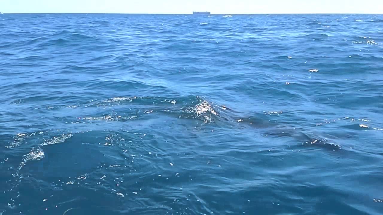 Great White Shark Rottnest Island Perth Australia - YouTube