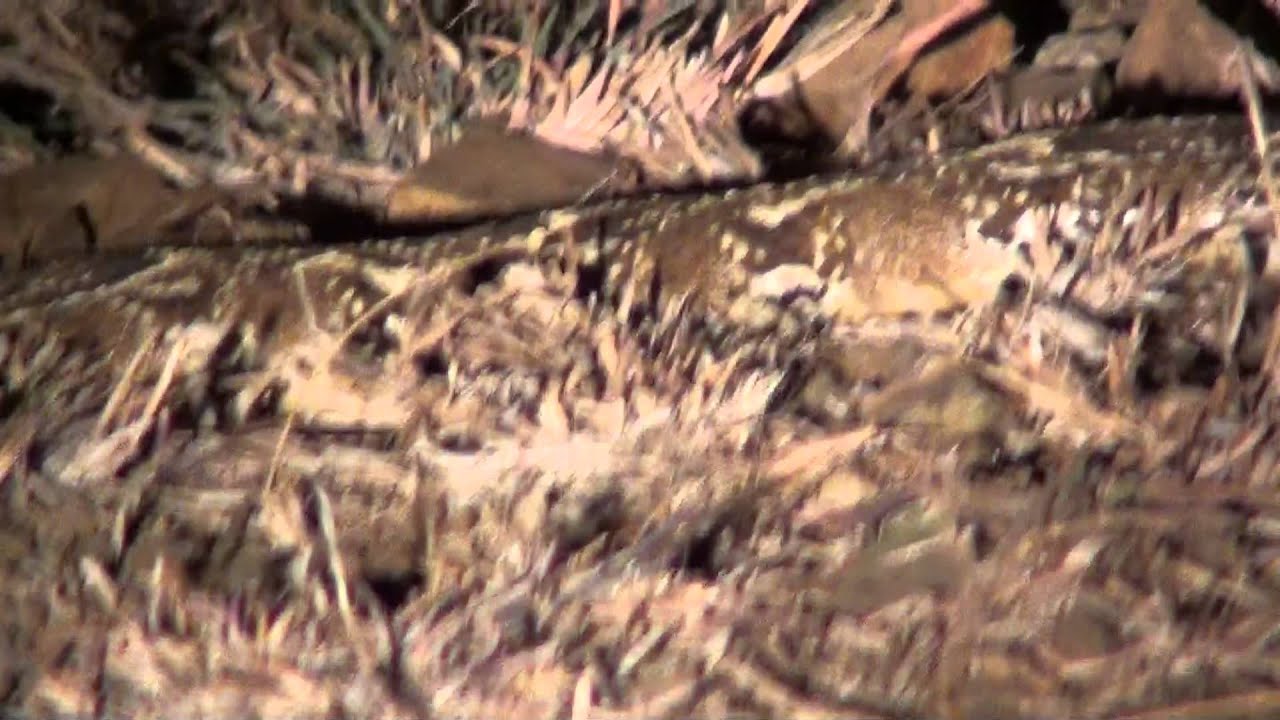 Puffer Head dangerous snake - YouTube