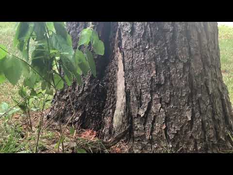 Why Do Bees Like Pine Trees
