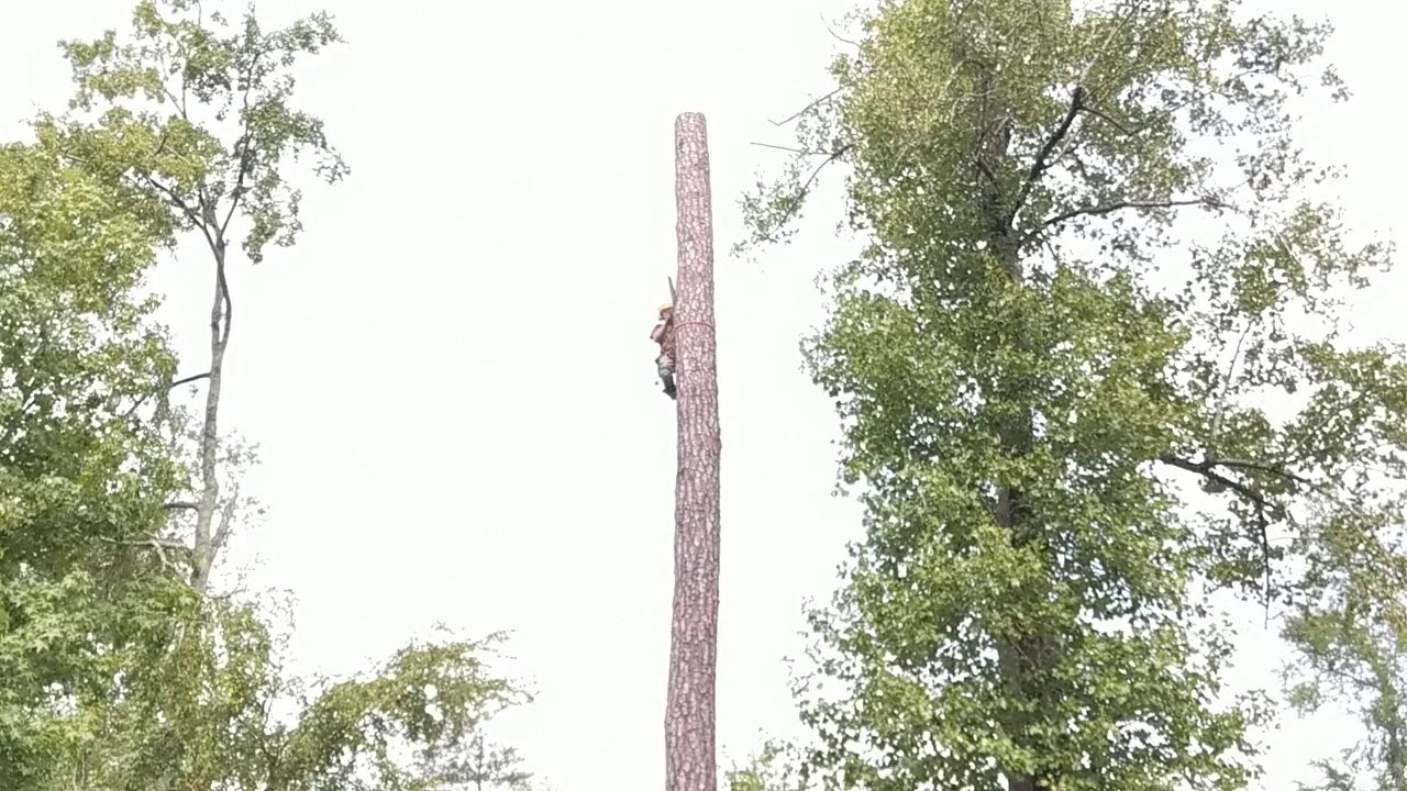 Dropping 9 foot pine logs - YouTube