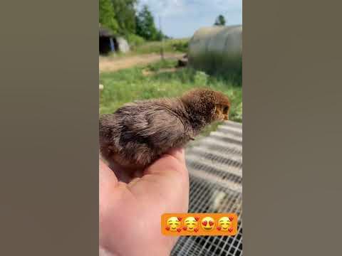 Наше хозяйство) - YouTube
