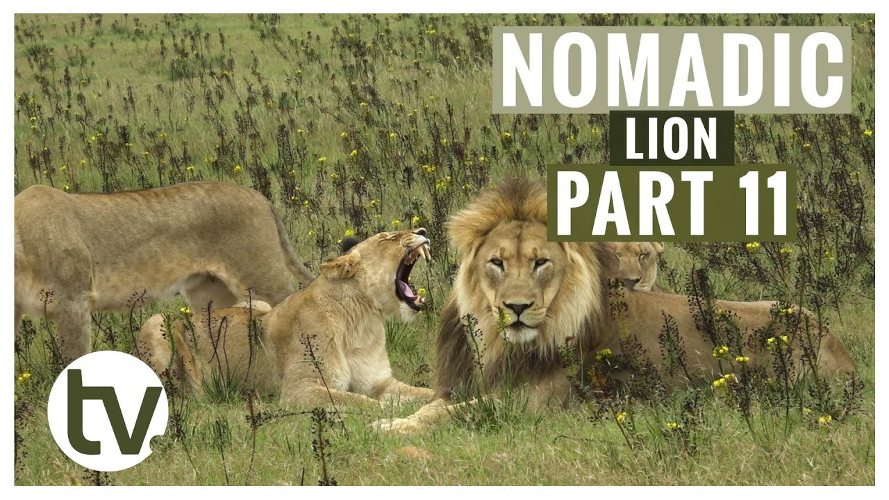 NOMADIC Lion attempts a pride TAKEOVER (Lion Genetics Part 11) - YouTube