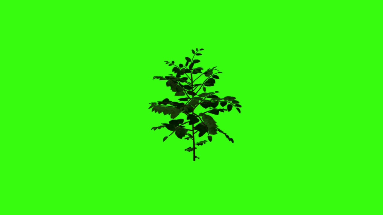 Tree 3D plant and Tree Green Screen 1080p in HD Video Effects ...