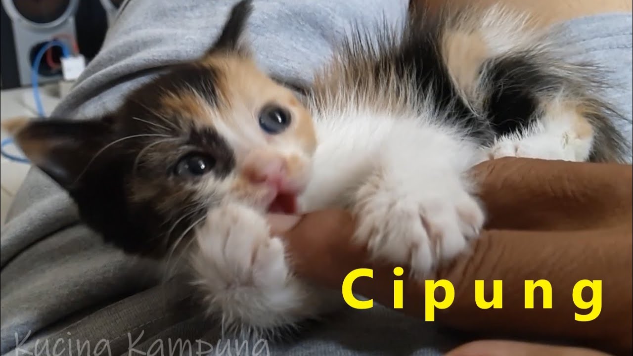 My Lovely Cipung - YouTube