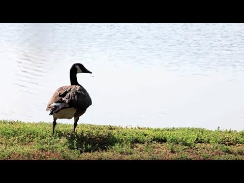 'Goose Masters Triangle' uses Border Collies to shoo birds - YouTube