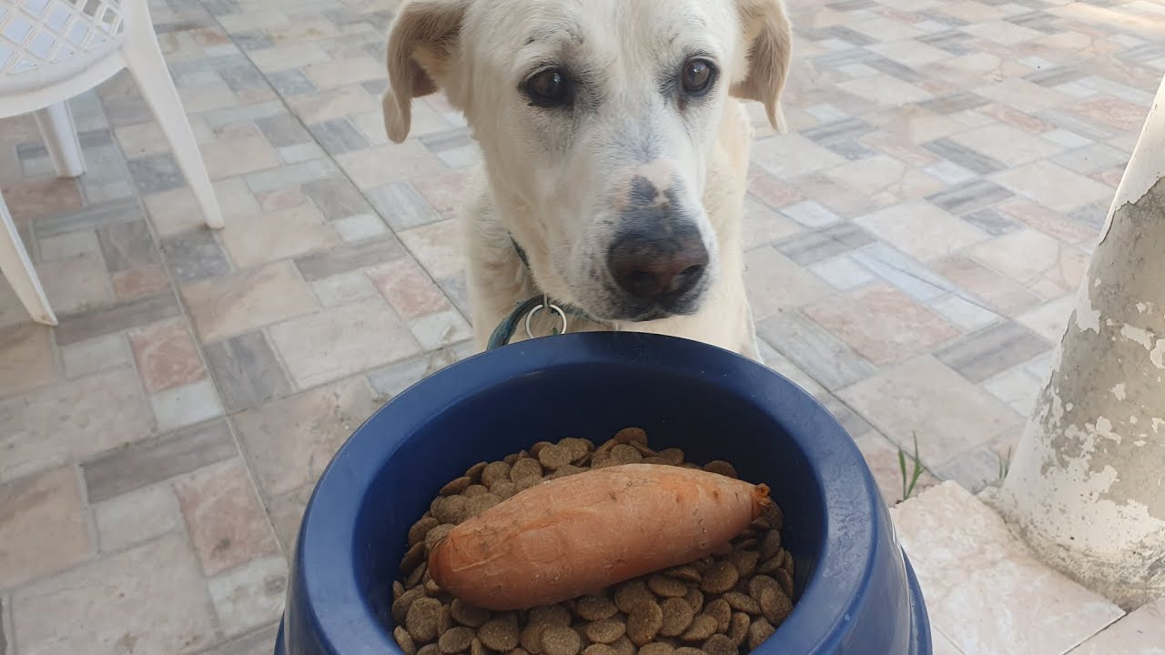 The Benefits of Boiled Sweet Potato for Dogs! - YouTube