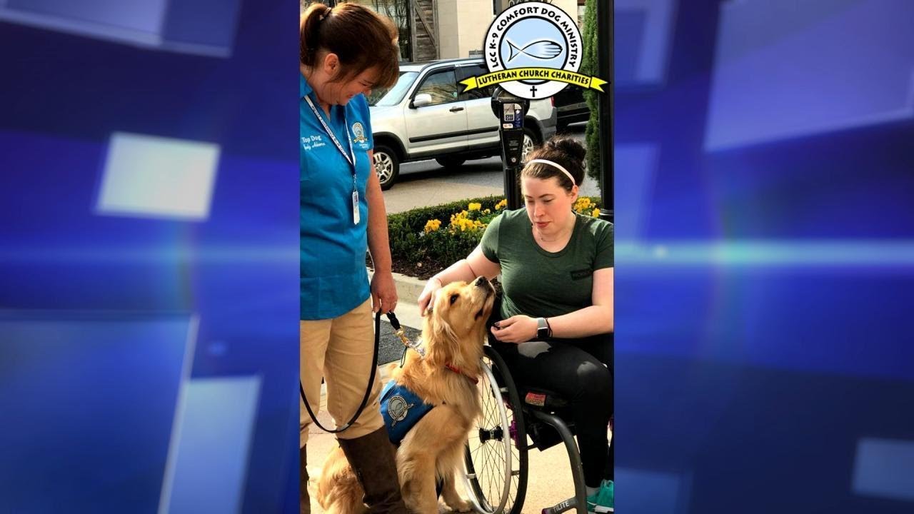 How Do Canine Comfort Dogs Help Patients? - YouTube