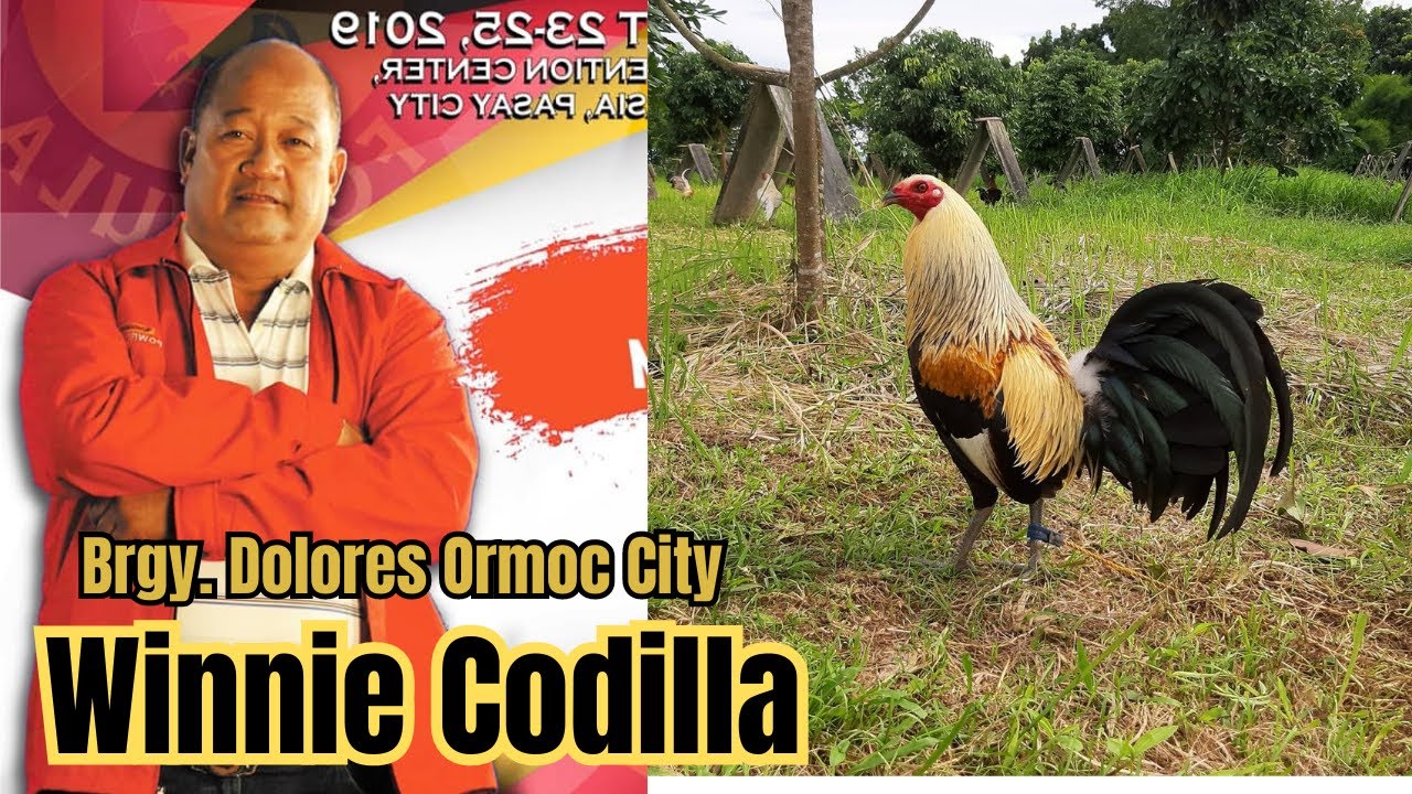 Winnie Codilla | Dicky Lim | Anthony Jacinto #gallosfinos - YouTube