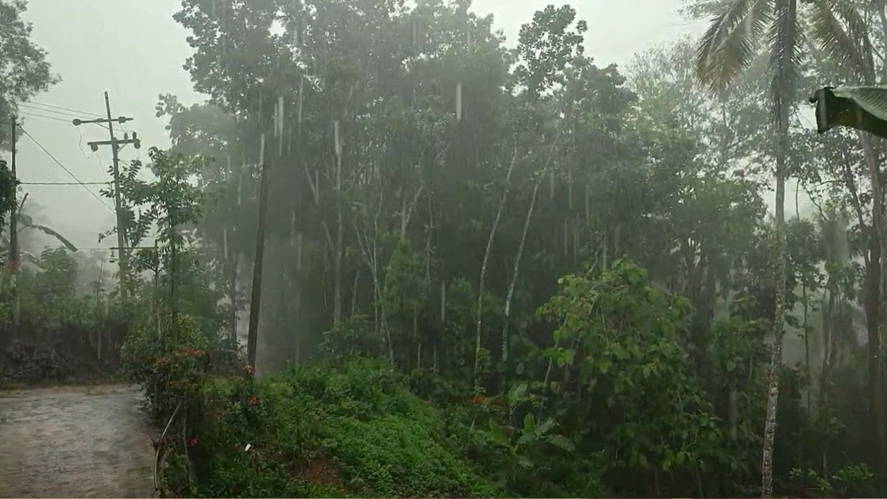 Walk in the Heavy Rain Fear there is a big wind and Thunder,rainforest ...