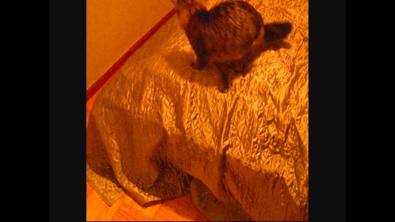 Cat chasing laser pointer :b. - YouTube