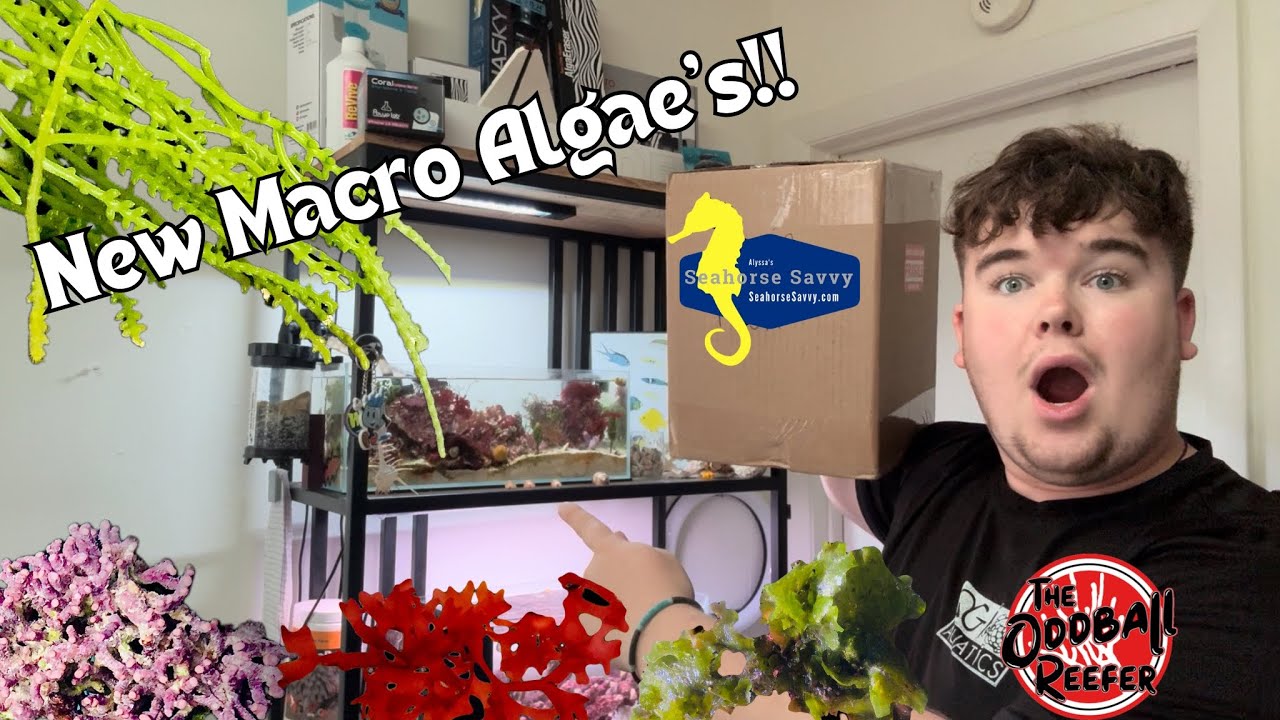 Unboxing Macro Algae’s From SEAHORSE SAVVY!! - YouTube