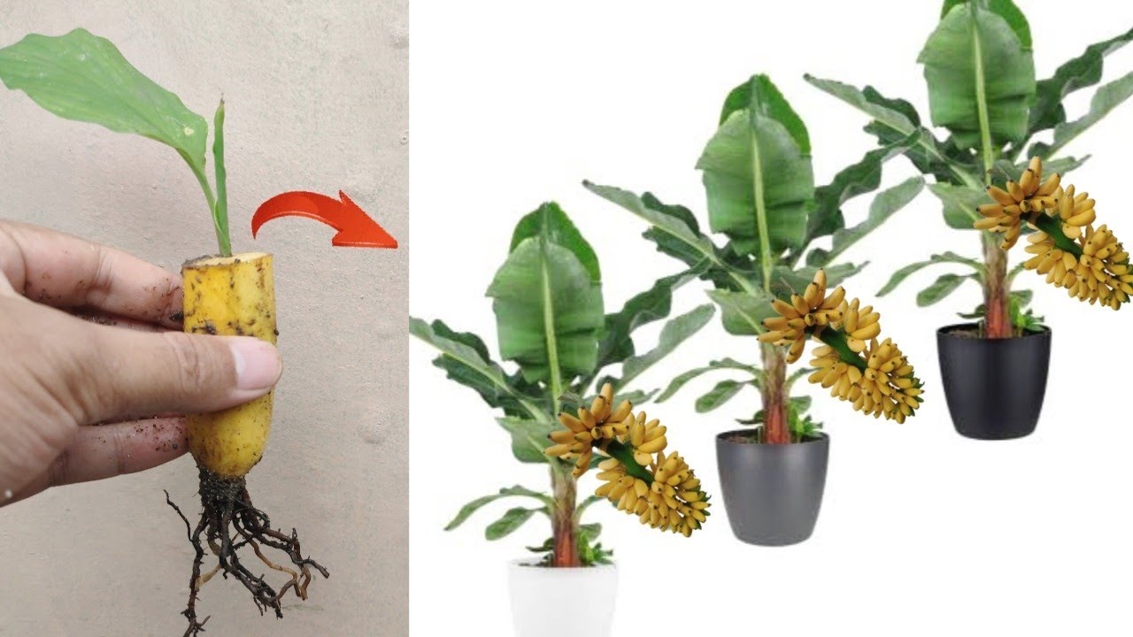 Gardening Skills! How to grow bananas tree from banana fruit in pot ...