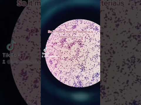 Gram positive cocci identification #bacteria #staphylococcus #microscope