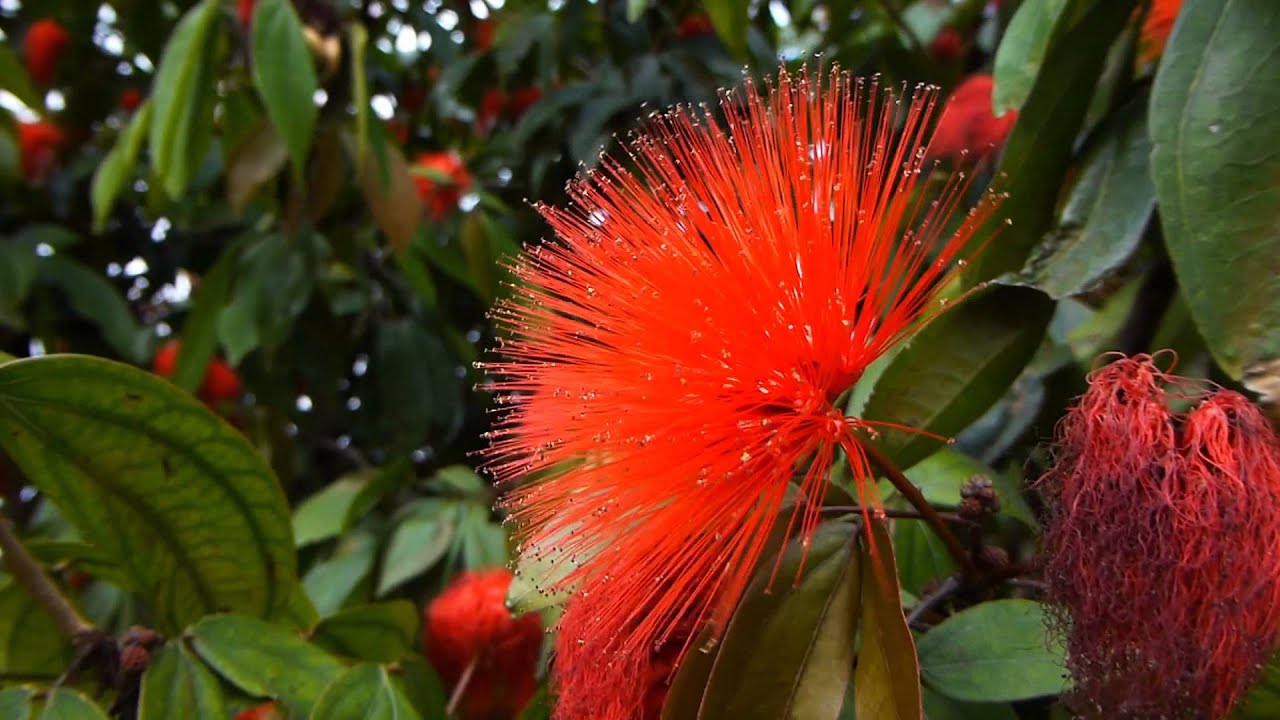 #7847, Flor roja de un arbusto [Raw], Flores y naturaleza - YouTube